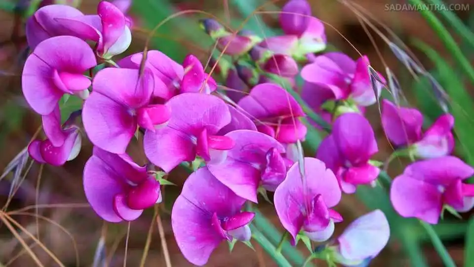 10 Bunga Paling Wangi di Indonesia dan Dunia