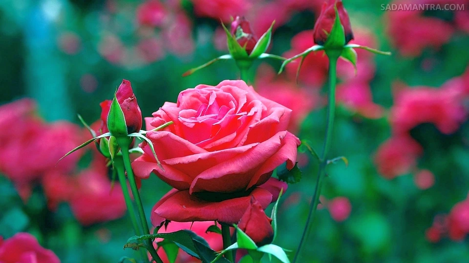 10 Bunga Paling Wangi di Indonesia dan Dunia