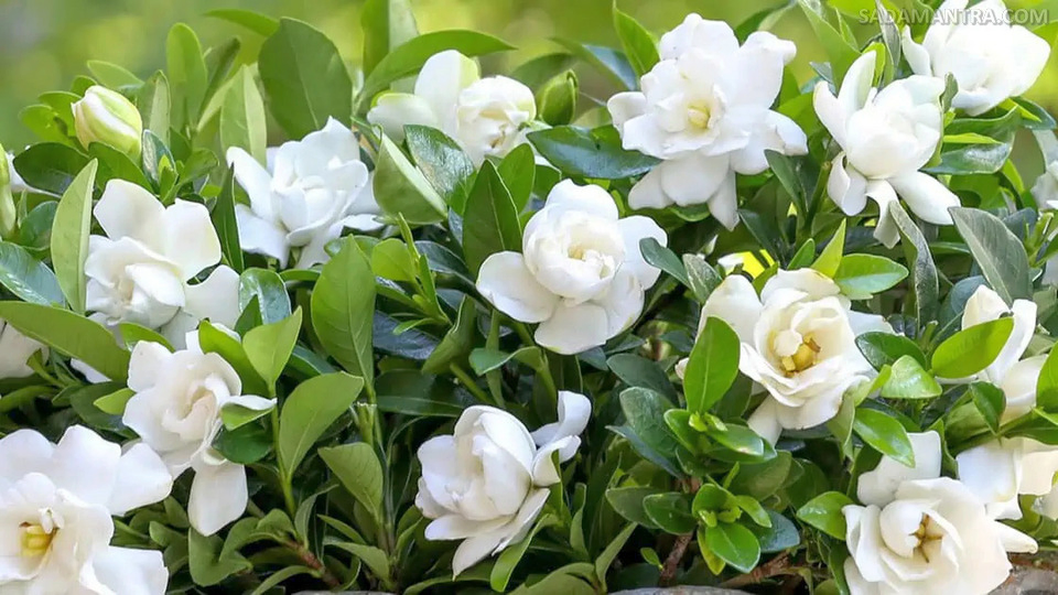 10 Bunga Paling Wangi di Indonesia dan Dunia