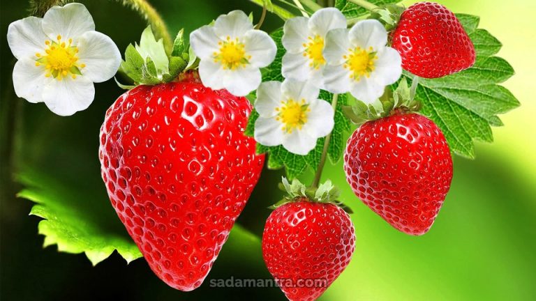 Stroberi: Buah Kecil dengan Manfaat Besar yang Tersembunyi